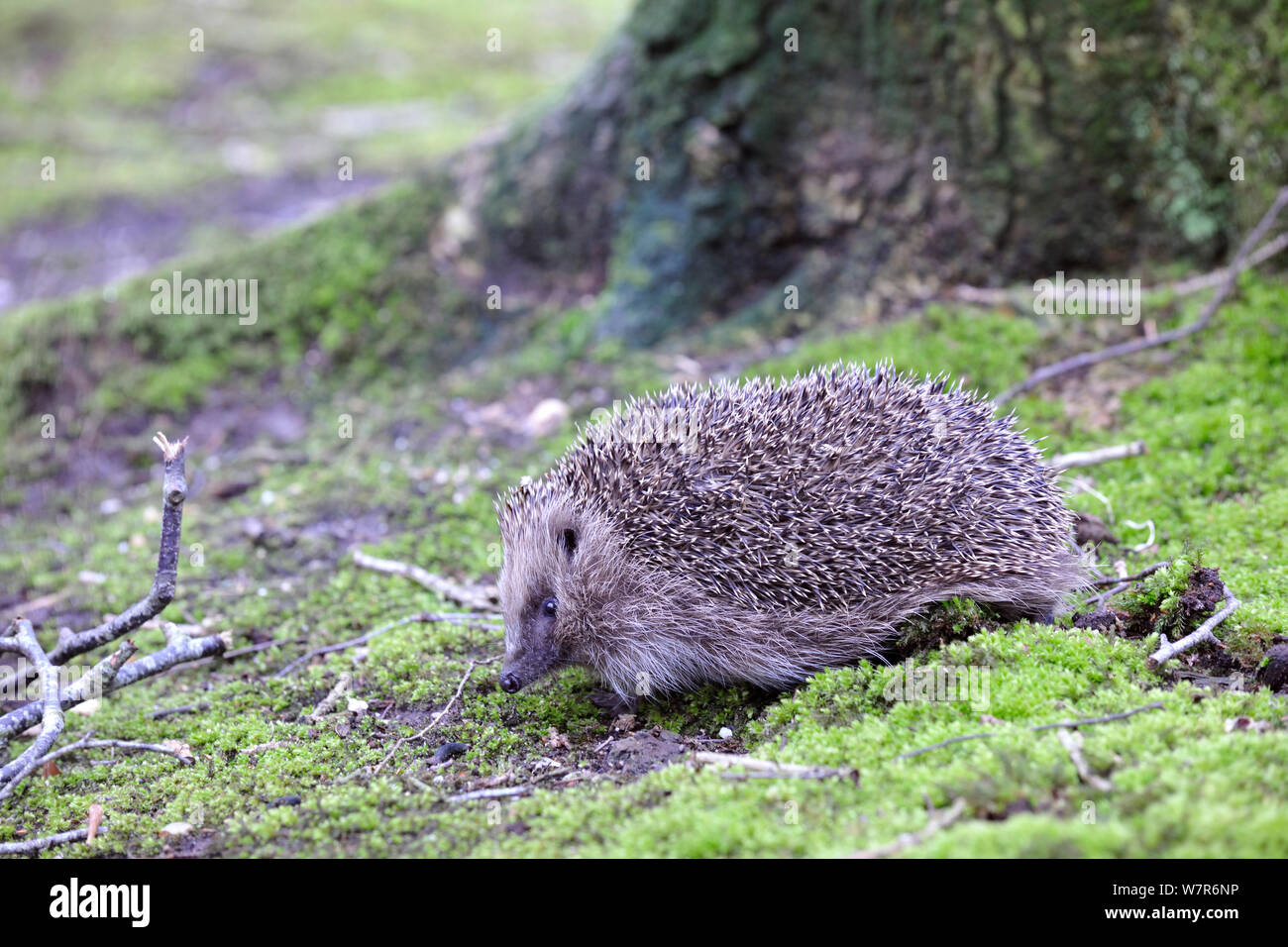 Hedgehog (Erinaceus europaeus) in woodland, Devon, England, UK, April ...