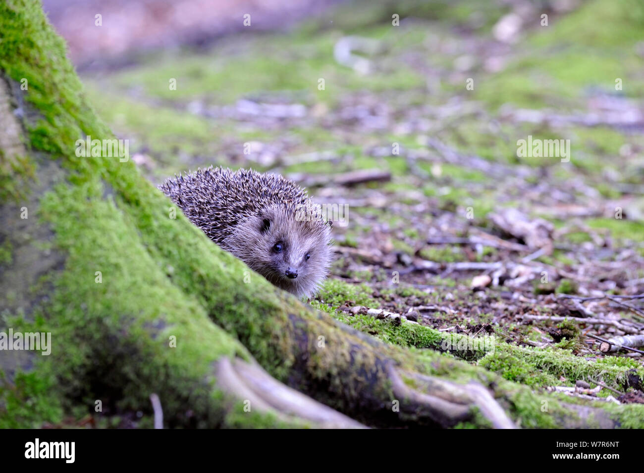 Hedgehog (Erinaceus europaeus) in woodland, Devon, England, UK, April ...