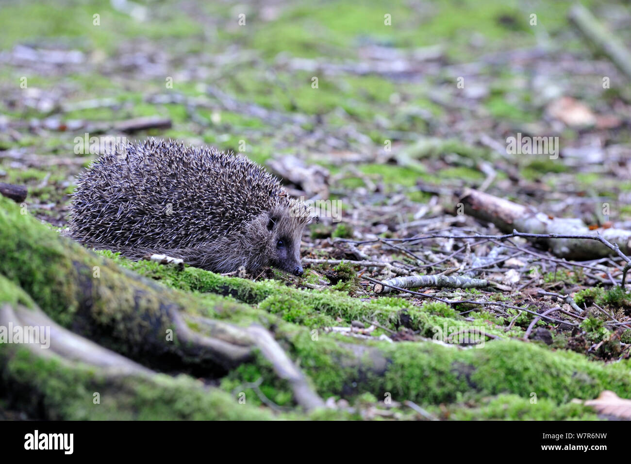 Hedgehog (Erinaceus europaeus) in woodland, Devon, England, UK, April ...