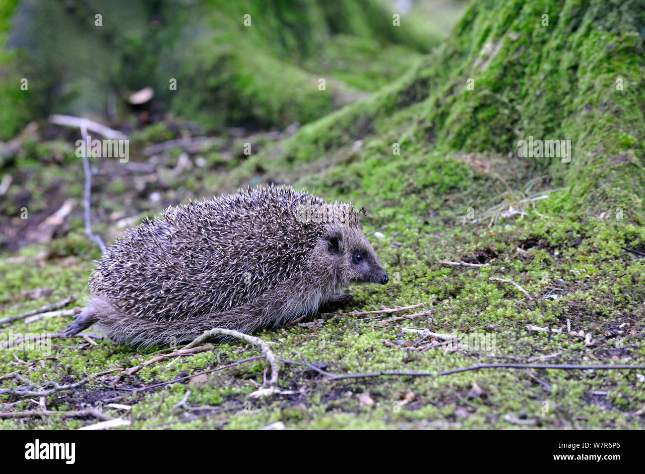 Hedgehog (Erinaceus europaeus) in woodland, Devon, England, UK, April ...
