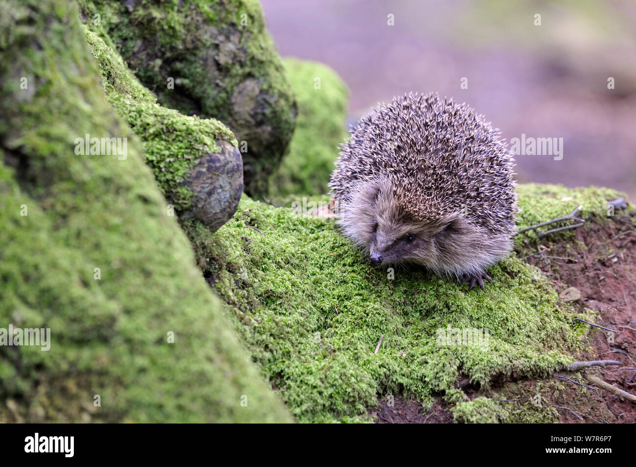 Hedgehog (Erinaceus europaeus) in woodland, Devon, England, UK, April ...