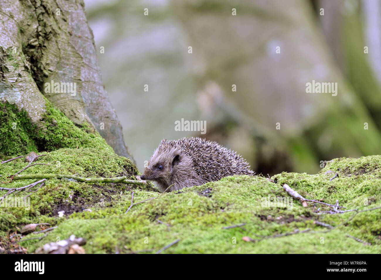 Hedgehog (Erinaceus europaeus) in woodland, Devon, England, UK, April ...