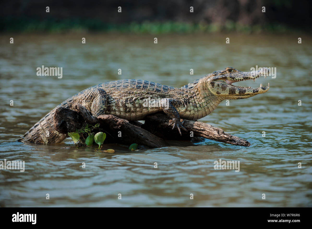 Yacare Caiman (Caiman yacare) basking / gaping to regulate its body ...