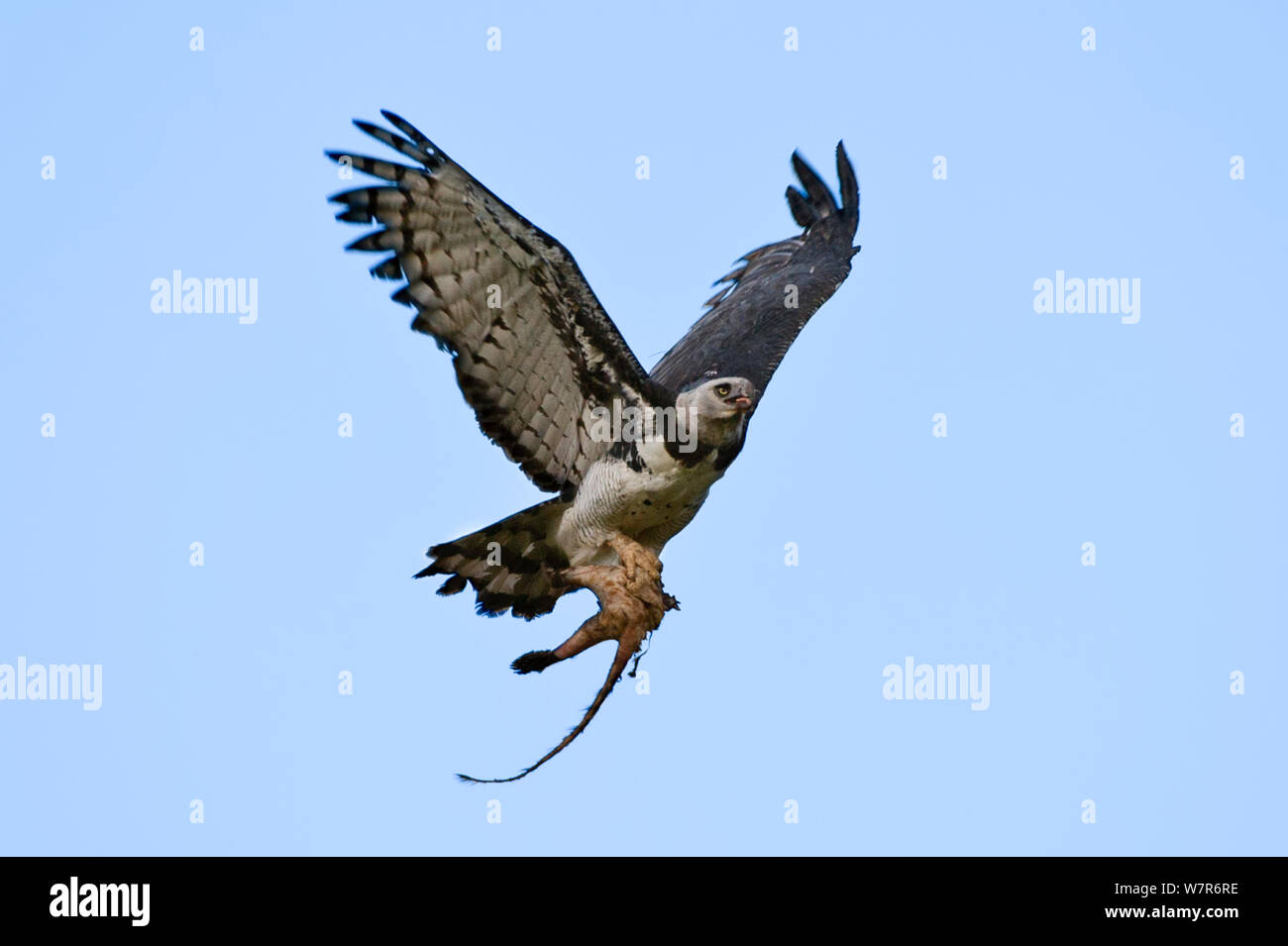 Harpy Eagle Catching Prey