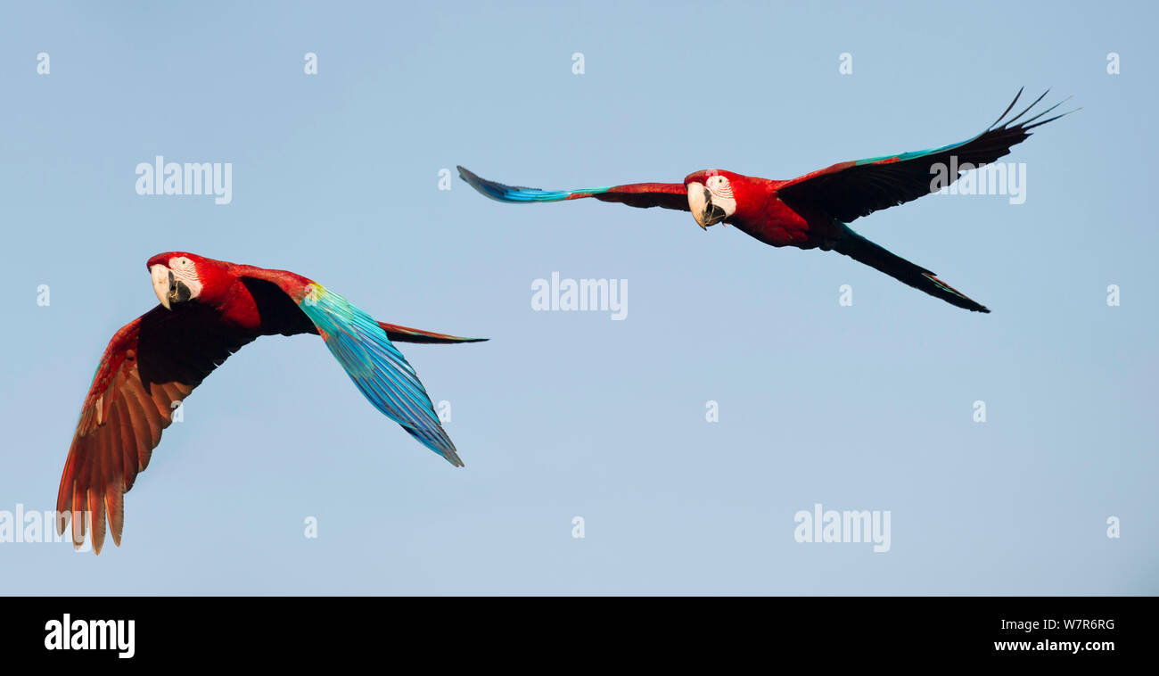 Pair of Red-and-Green Macaws or Green-winged Macaws (Ara chloropterus ...
