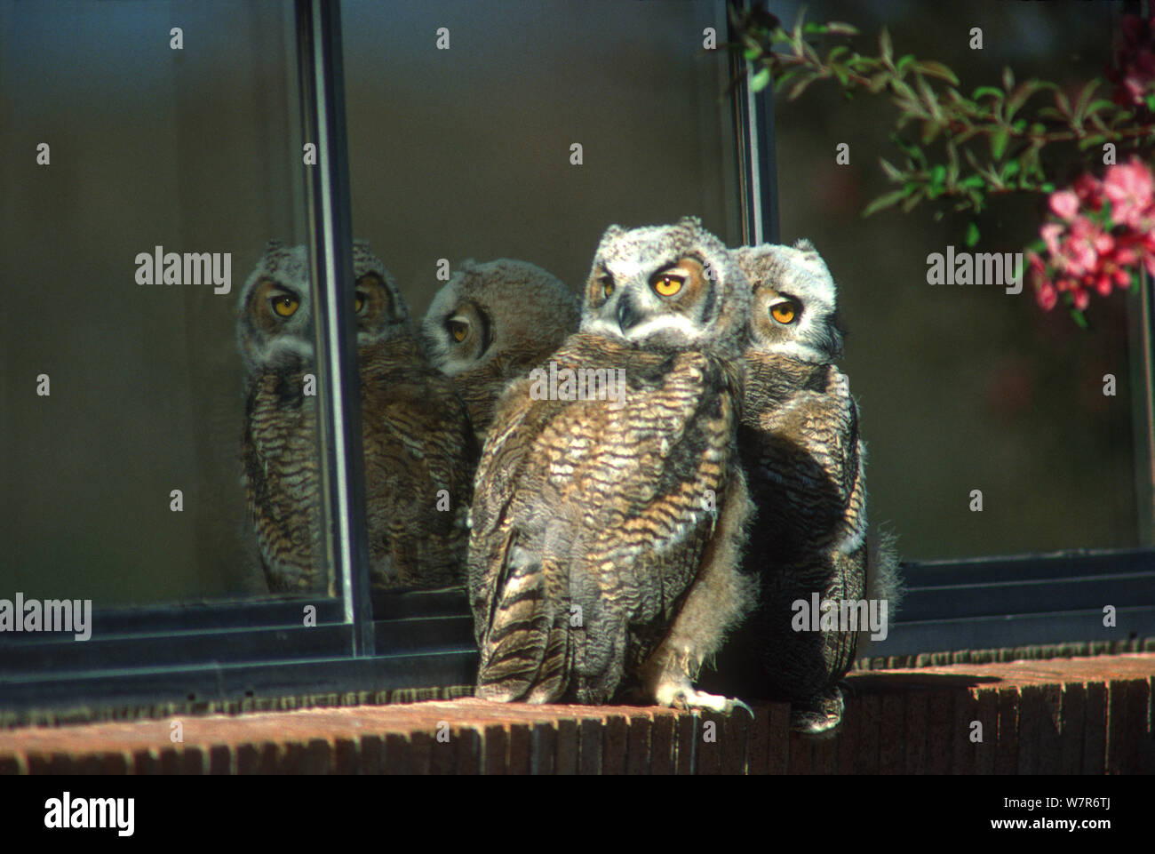 Juvenile great horned owls hi-res stock photography and images - Alamy