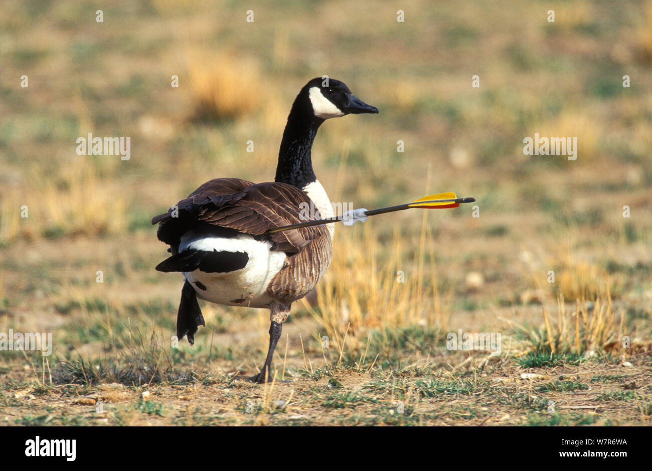 Canada goose (Branta canadensis), with arrow protruding from its rear ...