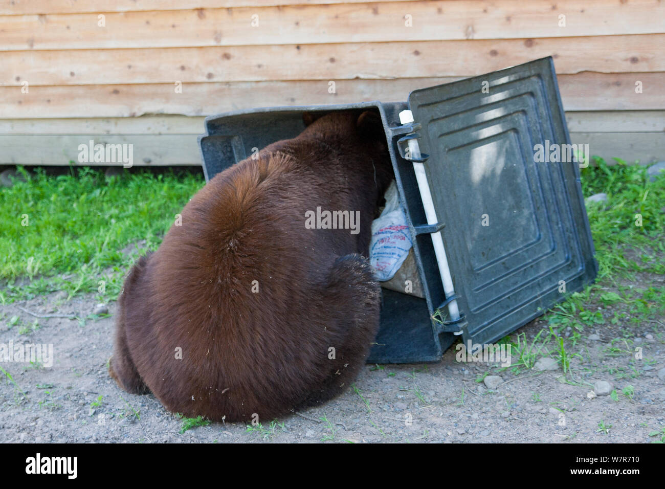 Black bear (Ursus americanus) looking for food in a bin, Minnesota, USA ...