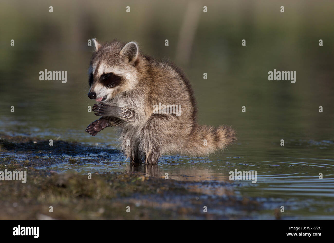 Raccoon washing paws hi-res stock photography and images - Alamy