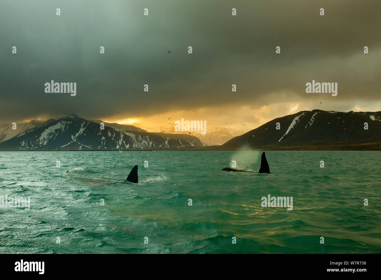 Orcinus orca arctic hi-res stock photography and images - Alamy