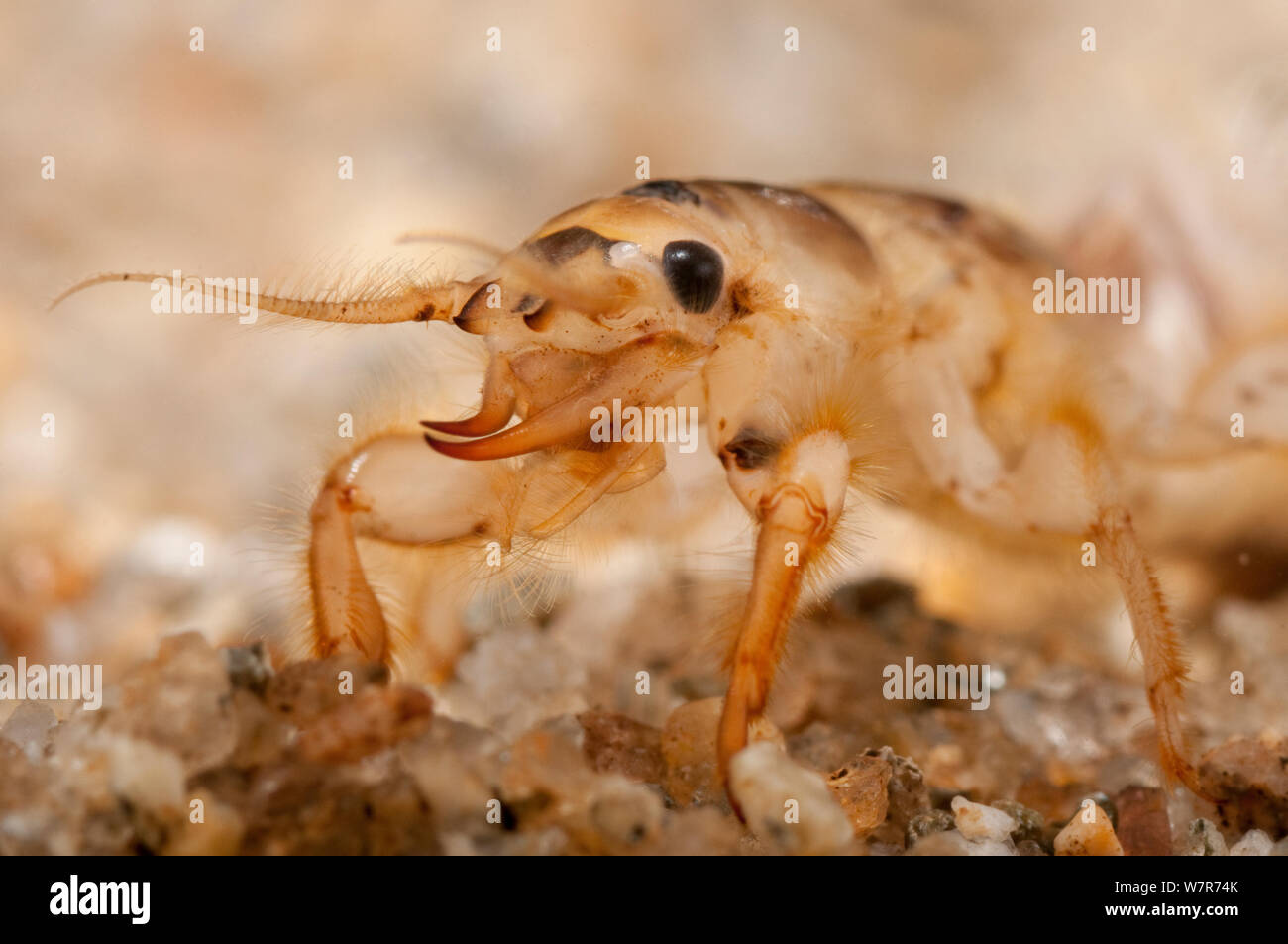 Underwater ephemera hi-res stock photography and images - Alamy