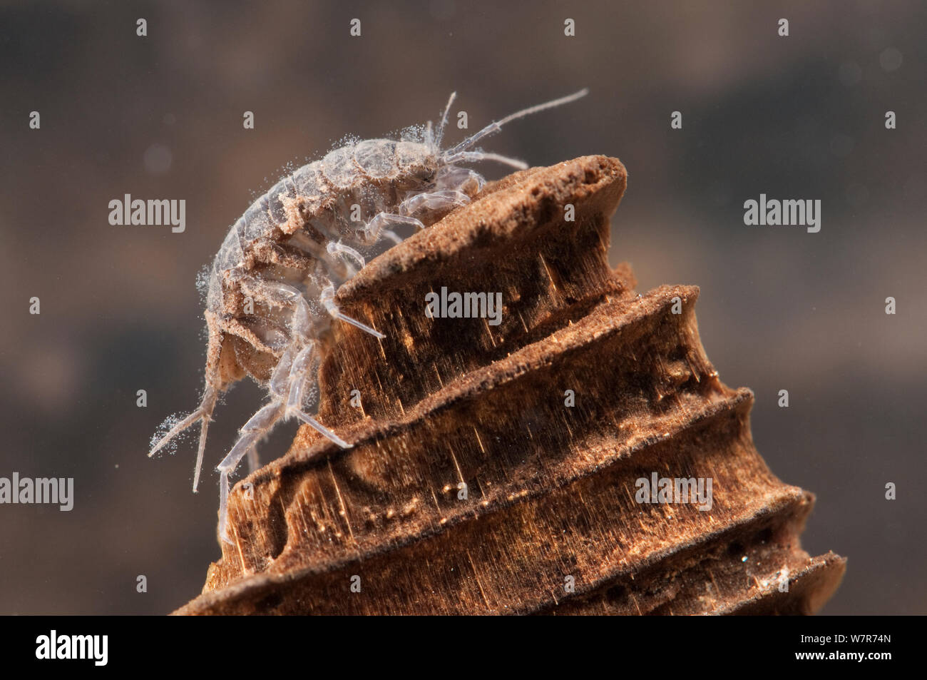 Water louse (Asellus aquaticus) climbing on the sunken wood, Europe ...