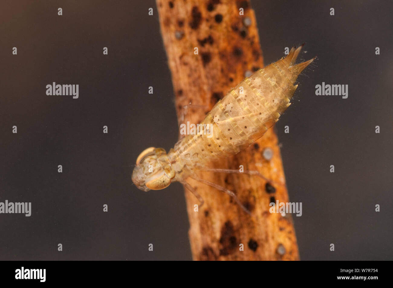 Darner dragonfly nymph (Aeshnidae) Europe, July, controlled conditions ...