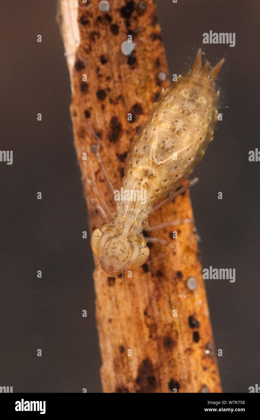 Dragonfly nymphs hi-res stock photography and images - Alamy