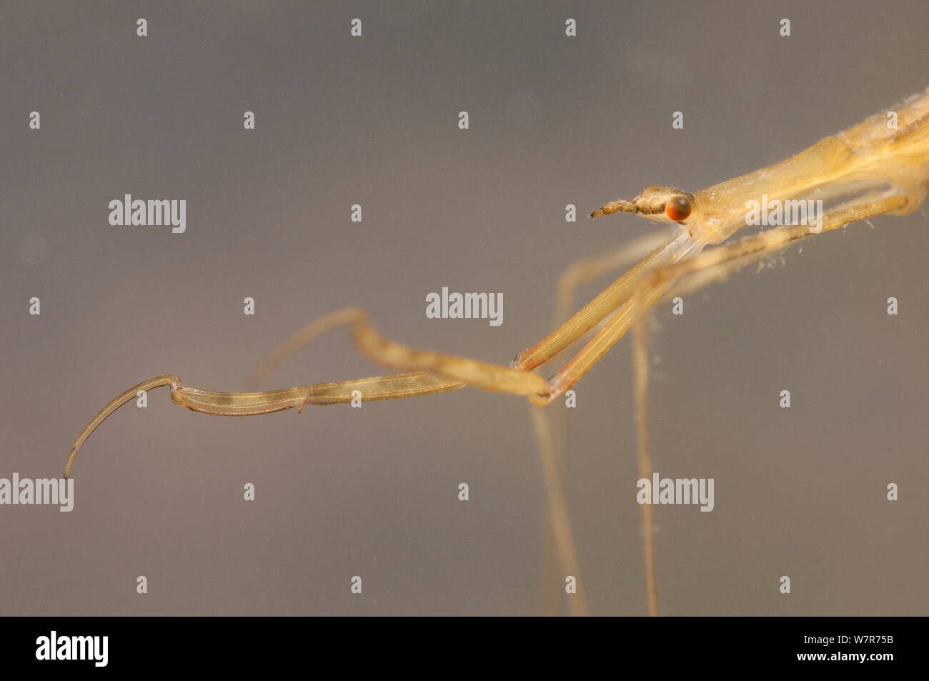 Needle bug nymph (Ranatra linearis) head and front raptorial leg detail ...