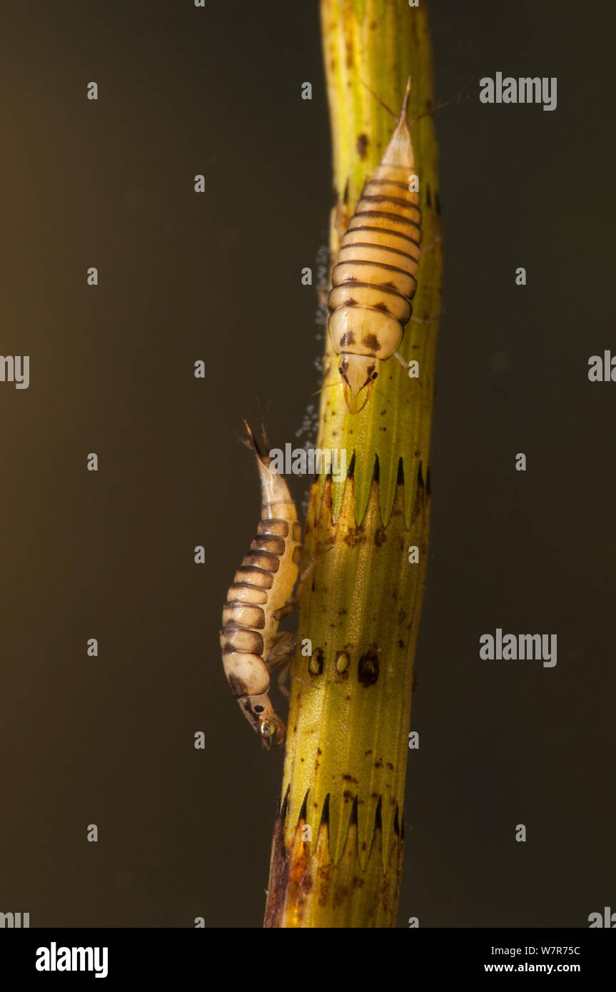 Hydrophilid beetles hi-res stock photography and images - Alamy