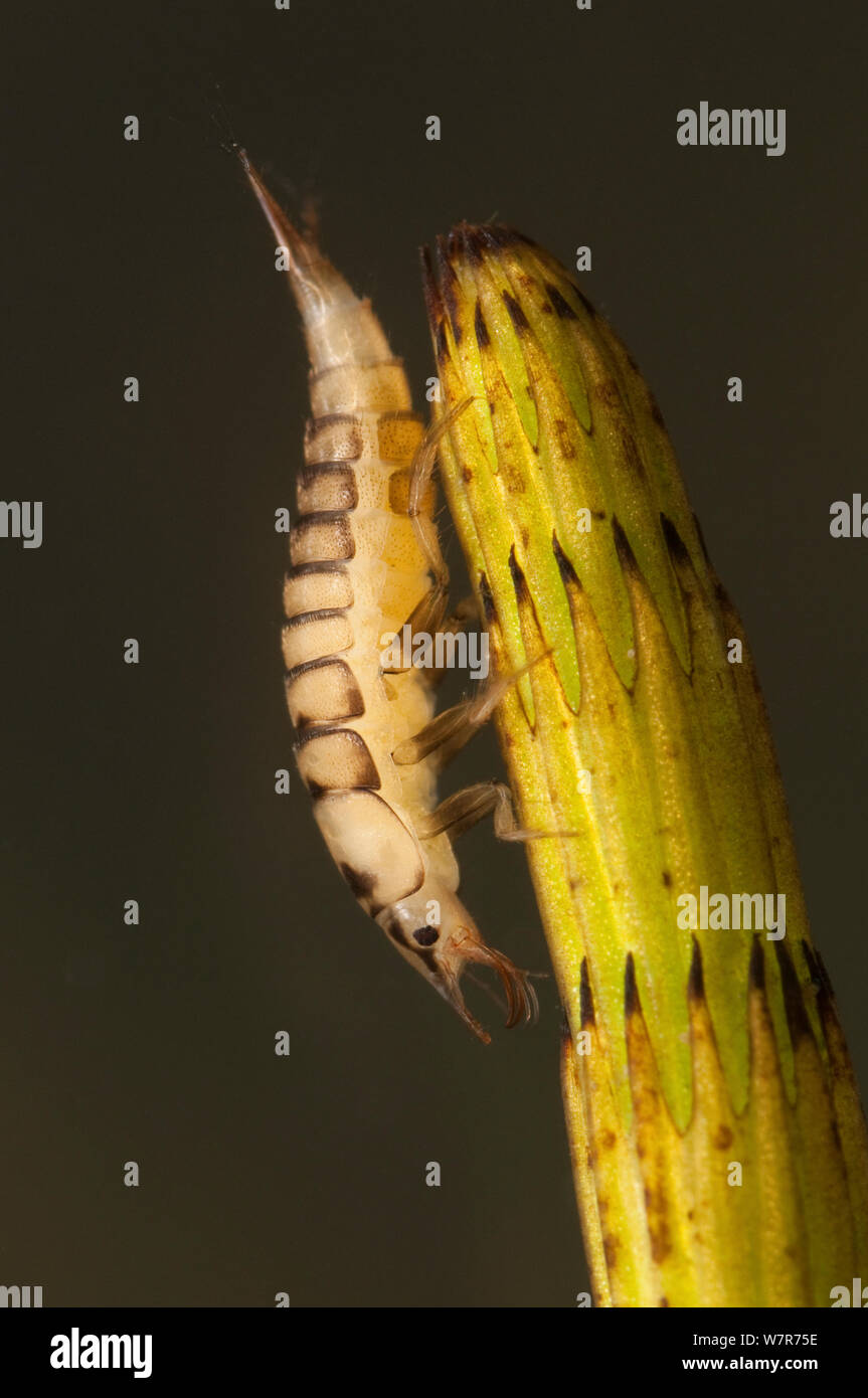 Hydrophilid beetles hi-res stock photography and images - Alamy