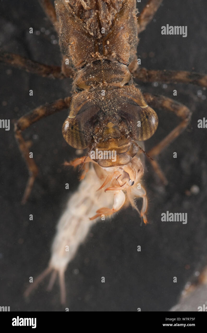 Mayfly nymph hi-res stock photography and images - Alamy