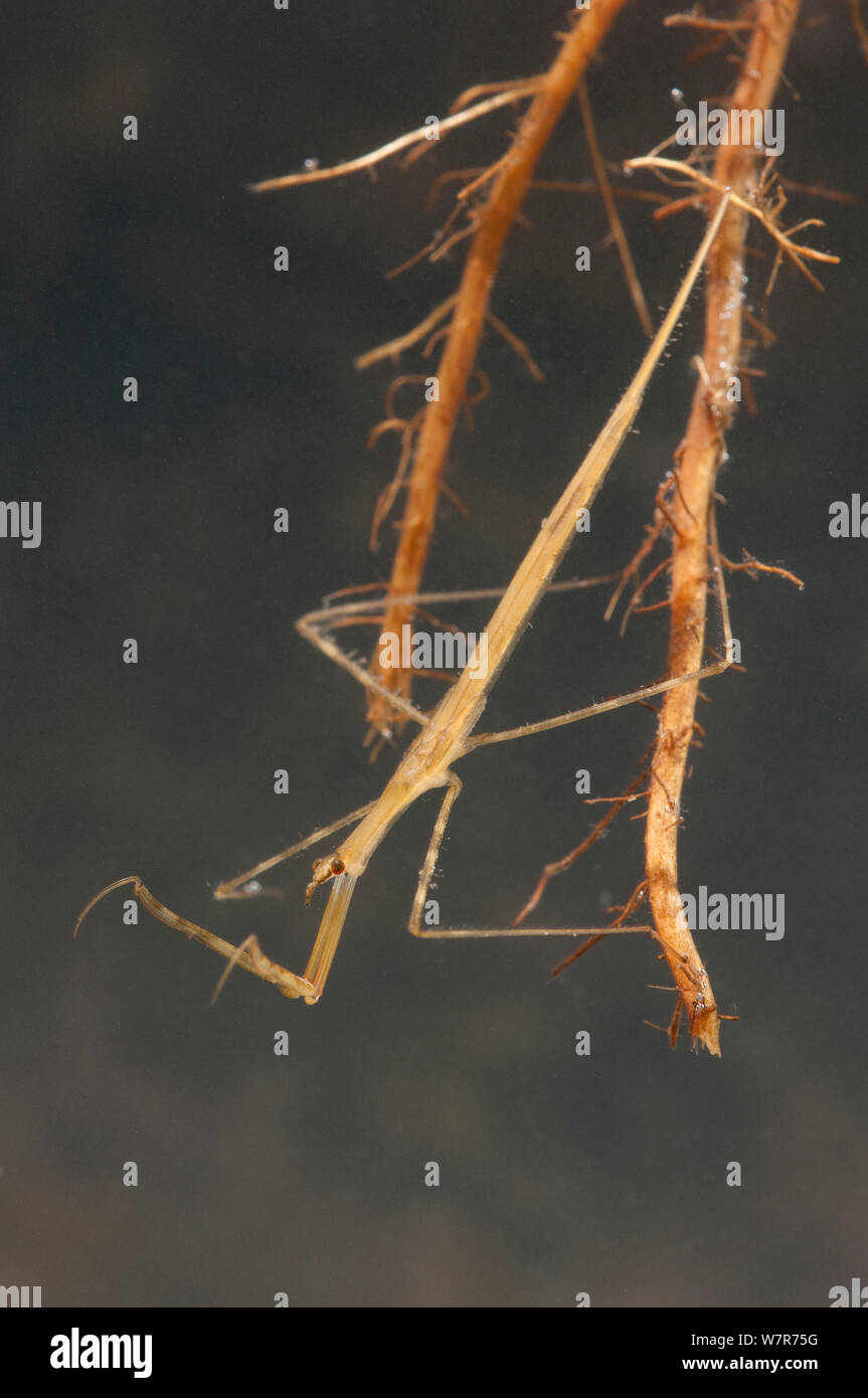 Needle Bug High Resolution Stock Photography and Images - Alamy