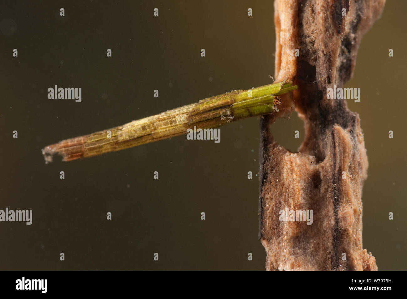 Caddisfly larvae case hi-res stock photography and images - Alamy