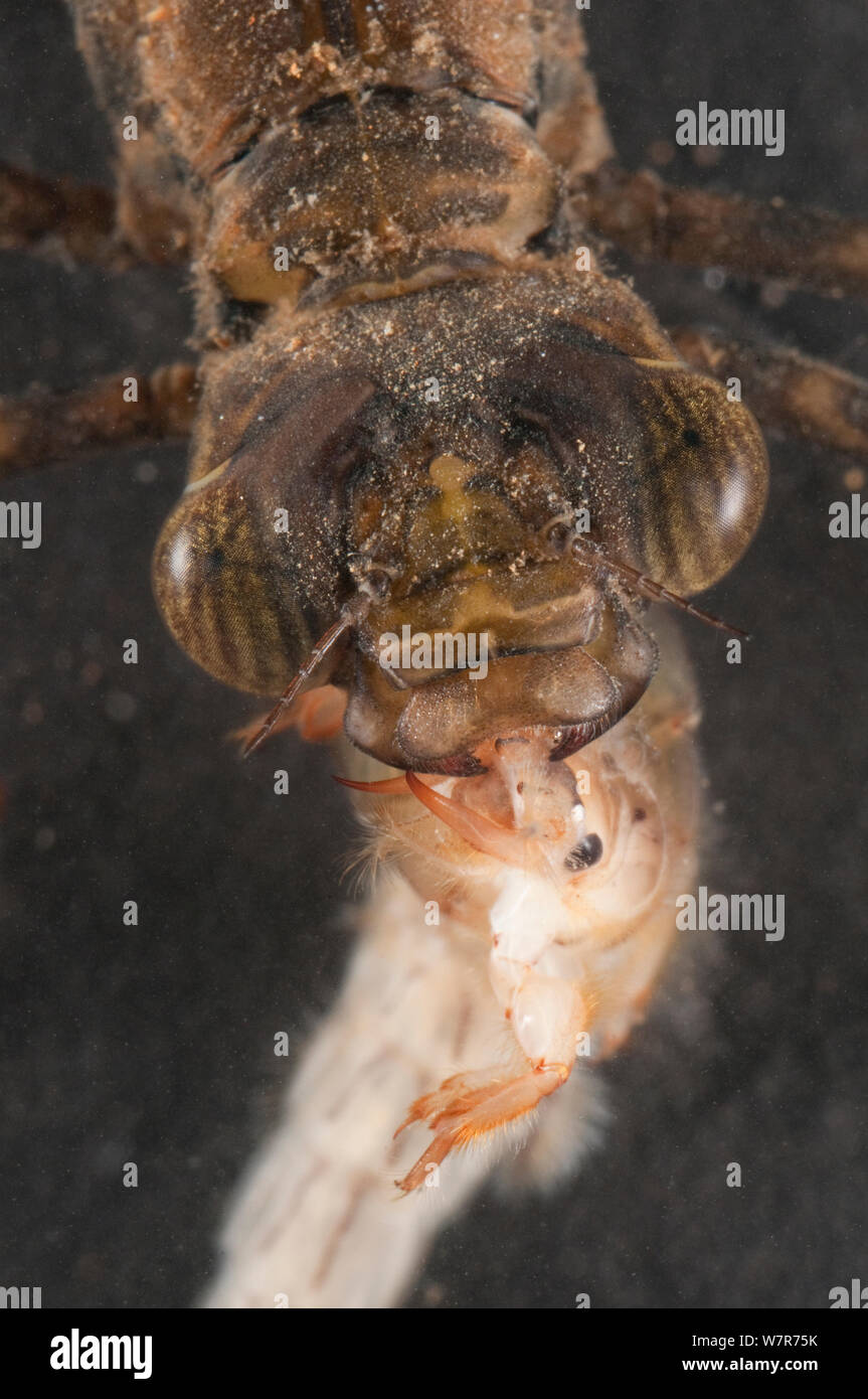 Mayfly nymph underwater hi-res stock photography and images - Alamy