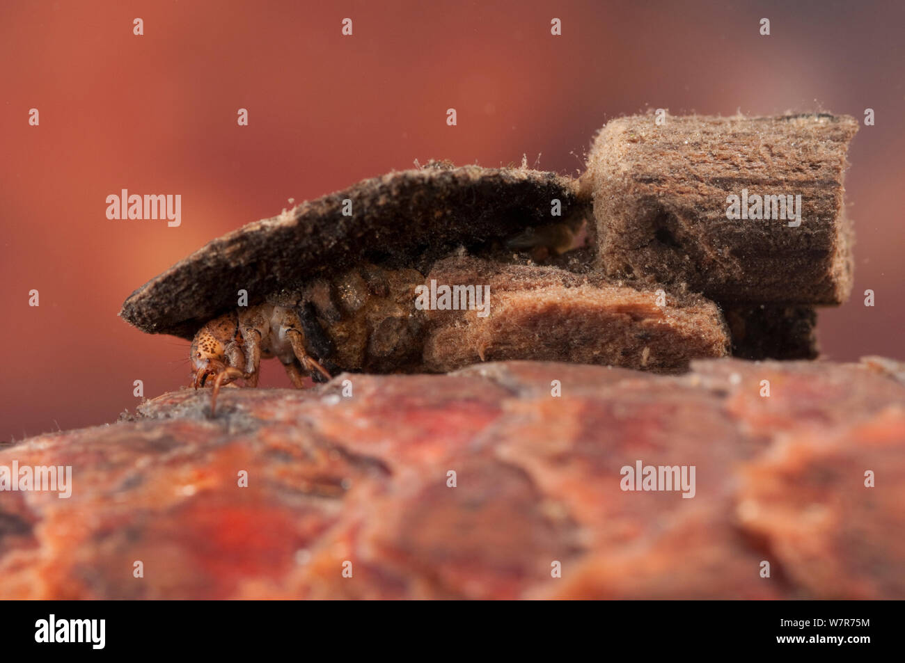 Caddisfly larva (Trichoptera), in the case made of wood pieces and sand ...