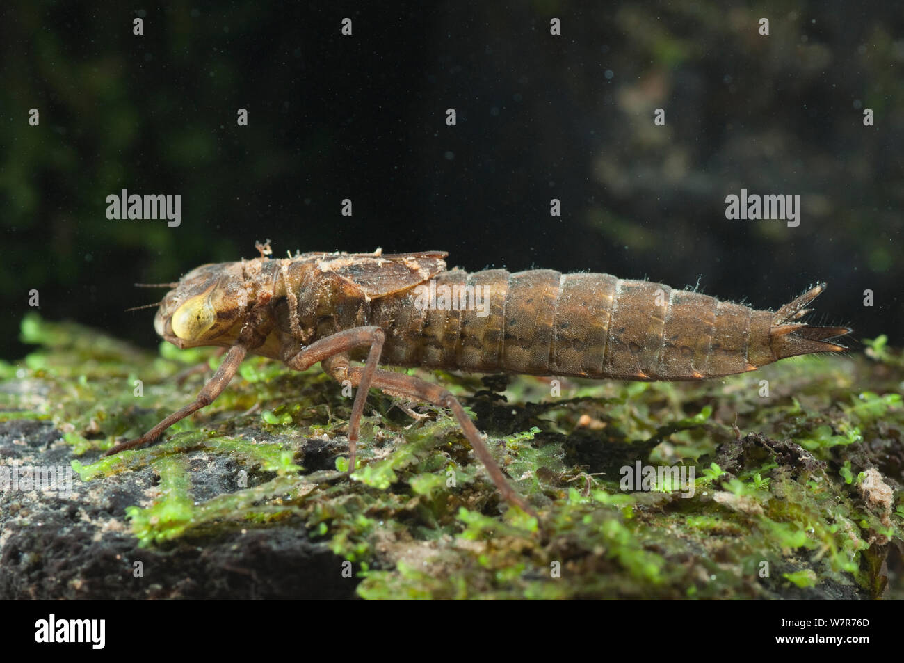 Odonata anisoptera aeshnidae insect hi-res stock photography and images ...
