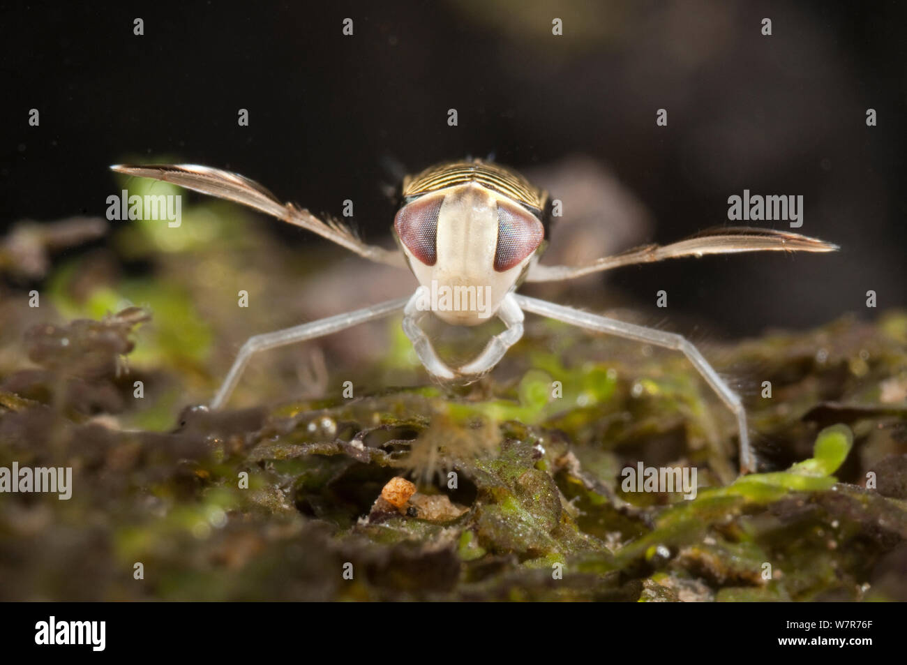 Water boatman (Sigara striata) Europe, September, controlled conditions ...