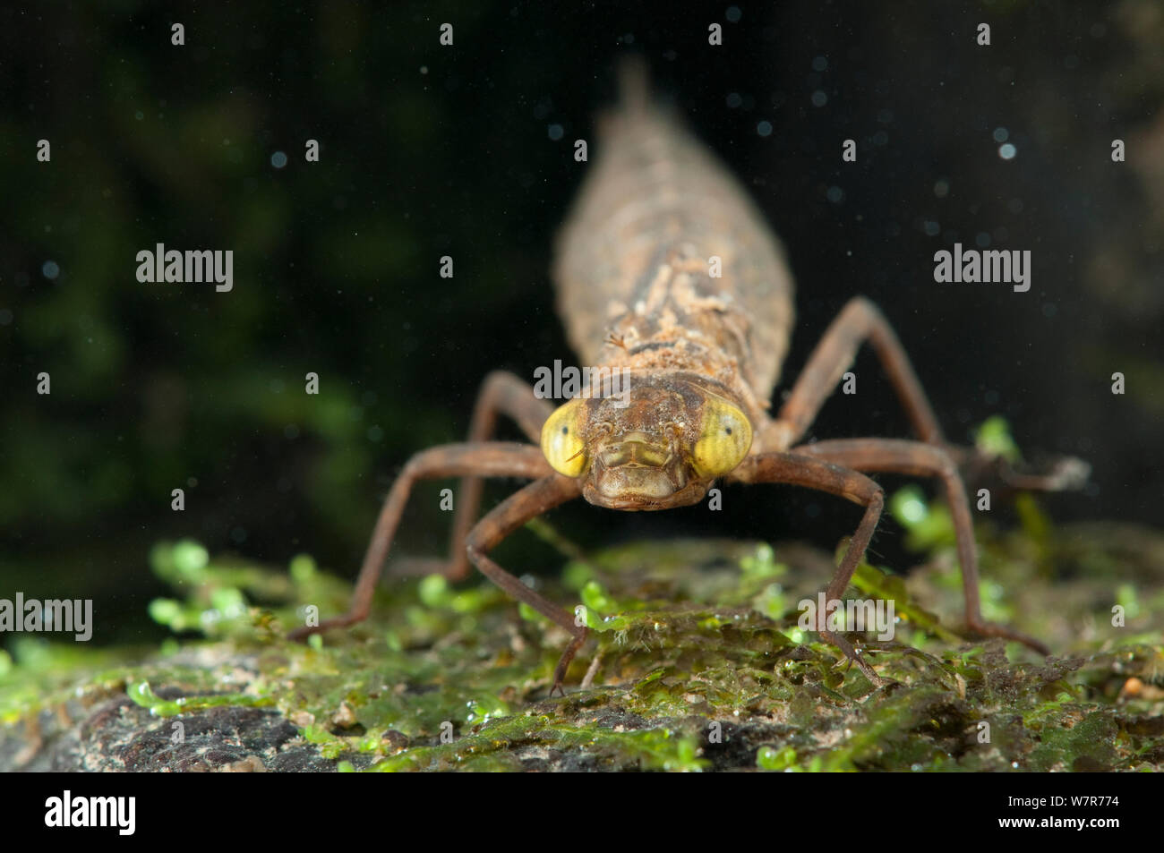 Dragonfly arthropoda insecta epiprocta hi-res stock photography and ...