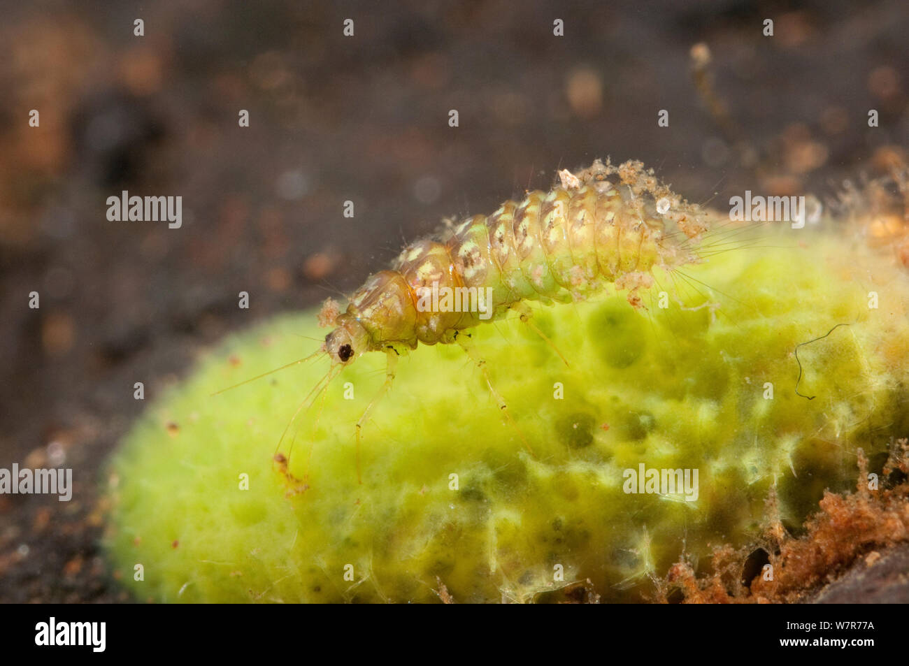 Freshwater sponge spongilla hi-res stock photography and images - Alamy