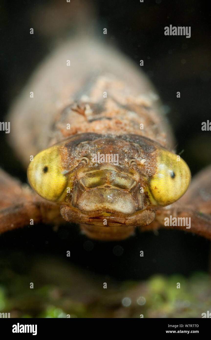 Dragonfly anatomy hi-res stock photography and images - Alamy