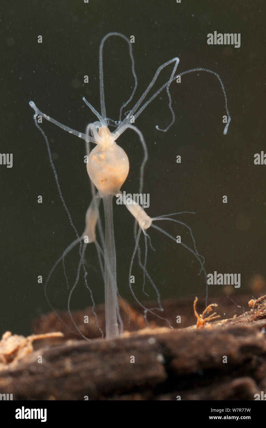 Brown hydra (Hydra oligactis) digesting the prey enclosed within the ...