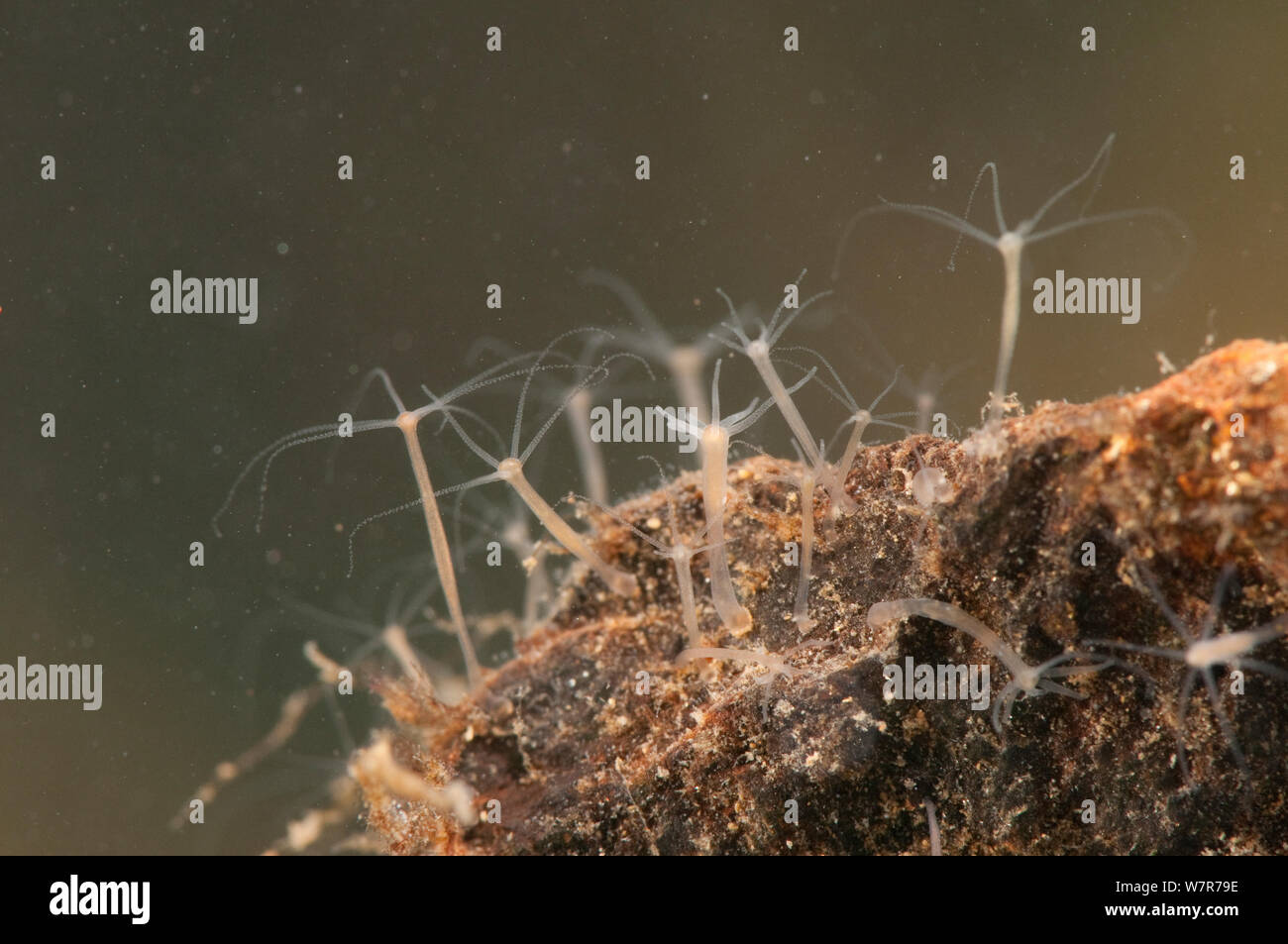 Hydra monoecia hi-res stock photography and images - Alamy