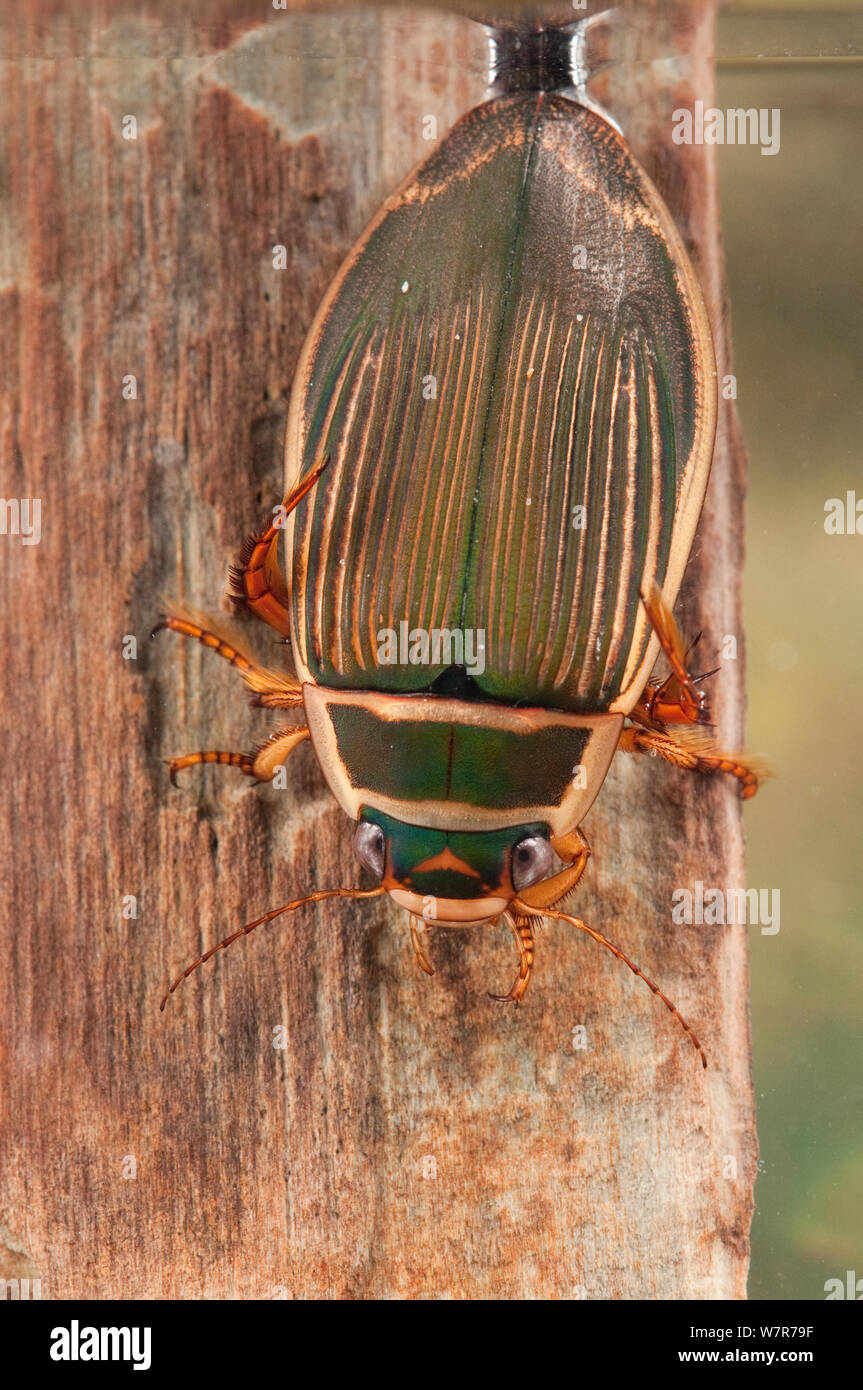 Wing cases hi-res stock photography and images - Alamy