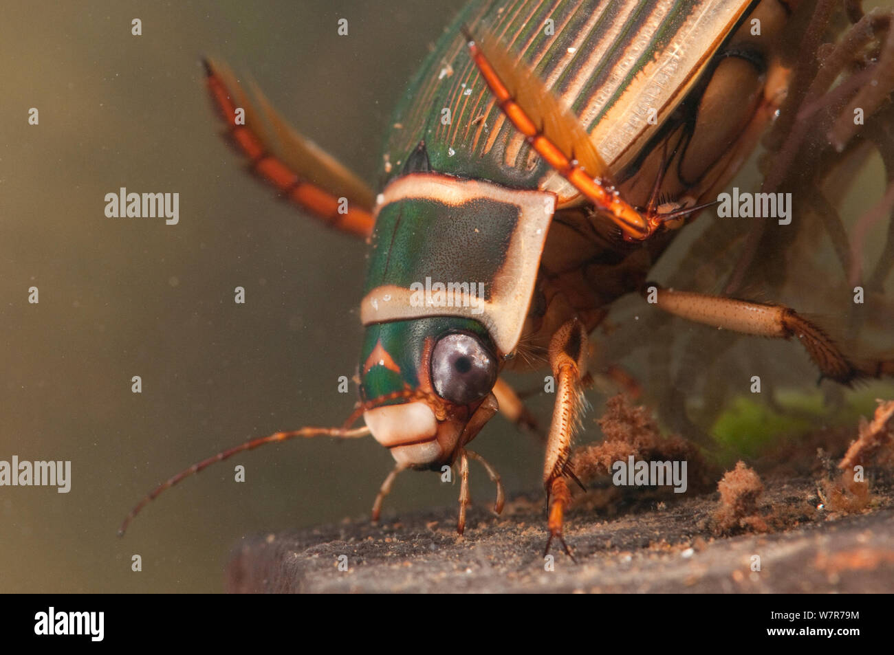 Great diving beetles hi-res stock photography and images - Alamy