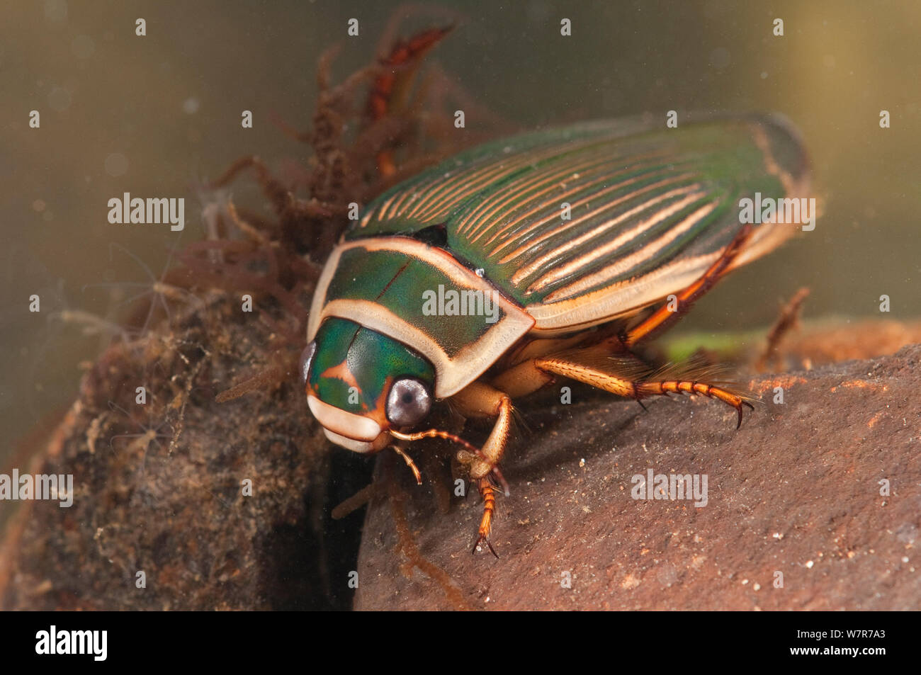 Great diving beetles hi-res stock photography and images - Alamy