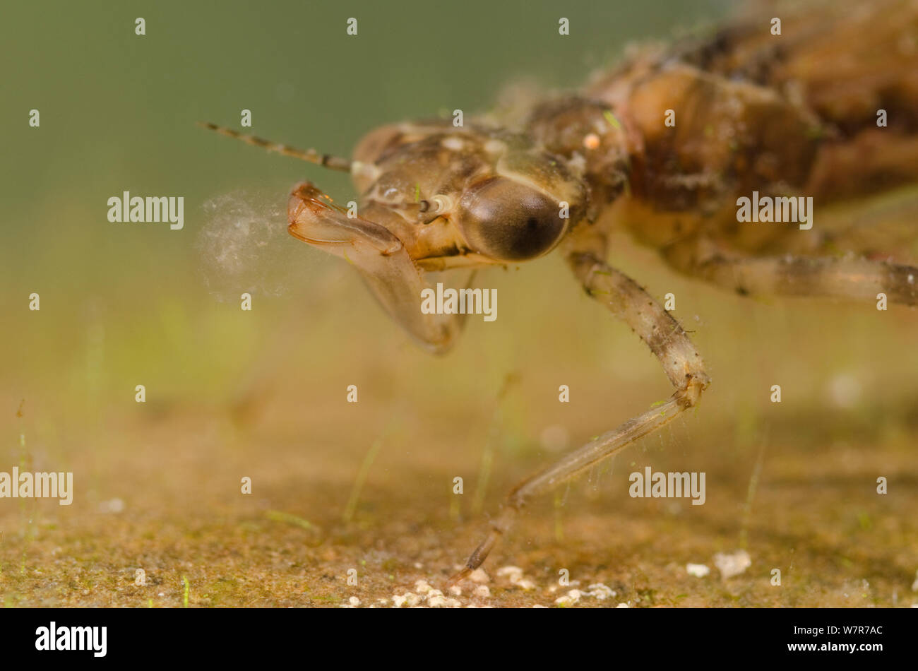 Labium hi-res stock photography and images - Alamy