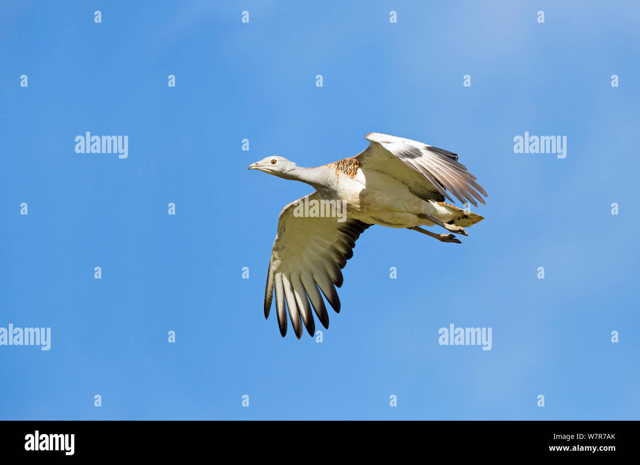 Flying licence hi-res stock photography and images - Alamy