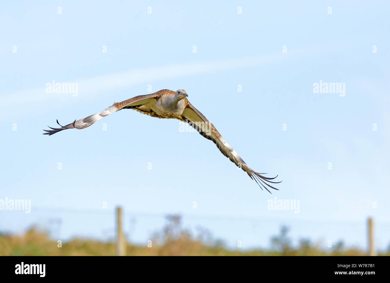 Great bustard salisbury plain reintroduction project hi-res stock ...