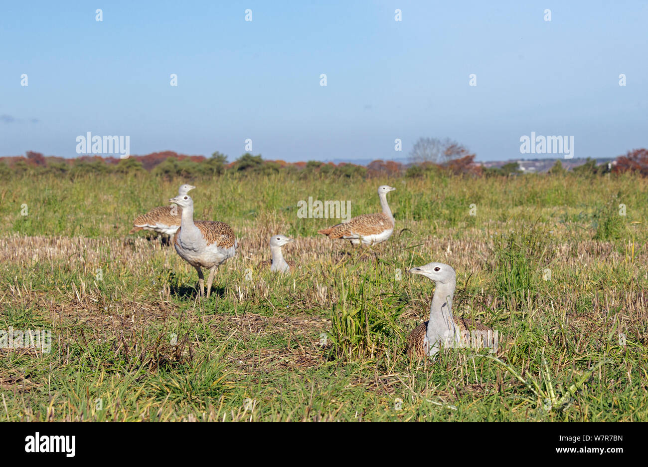Great Bustards (Otis tarda) on Salisbury Plain, part of a ...