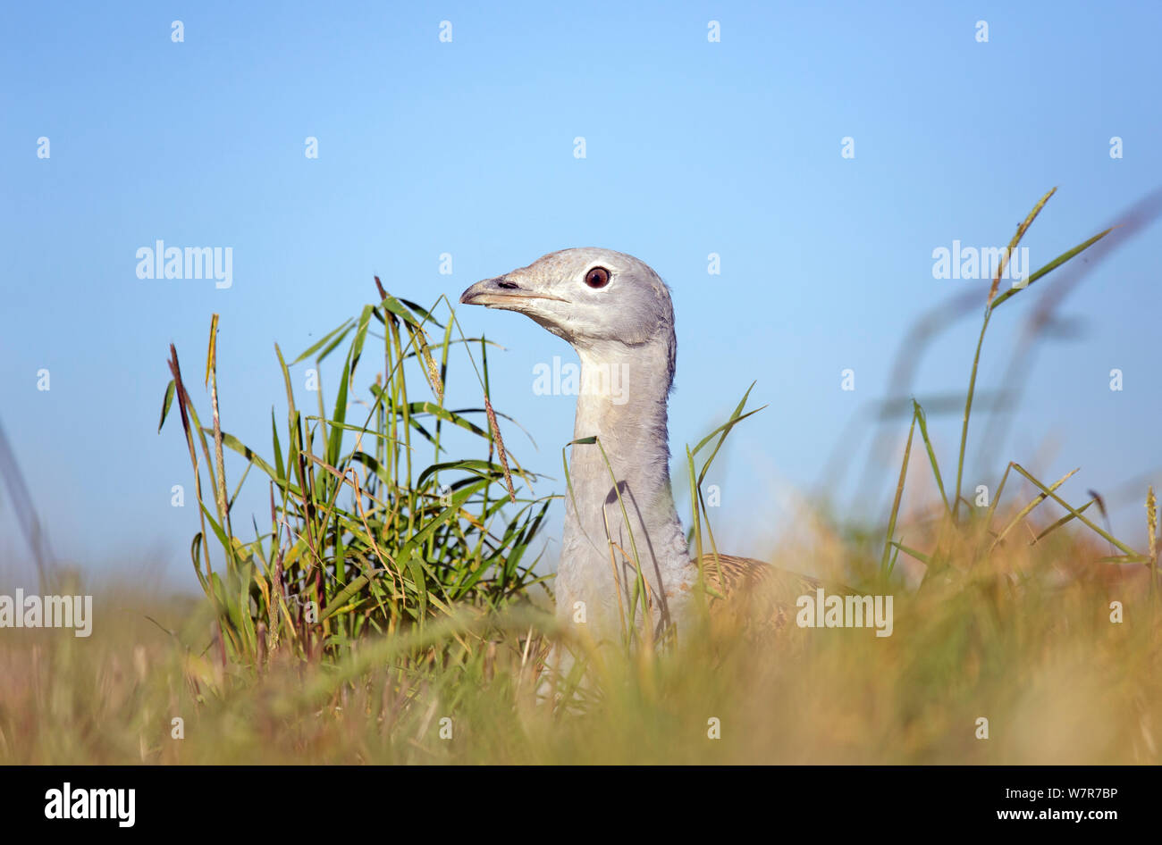 Great bustard salisbury plain reintroduction project hi-res stock ...