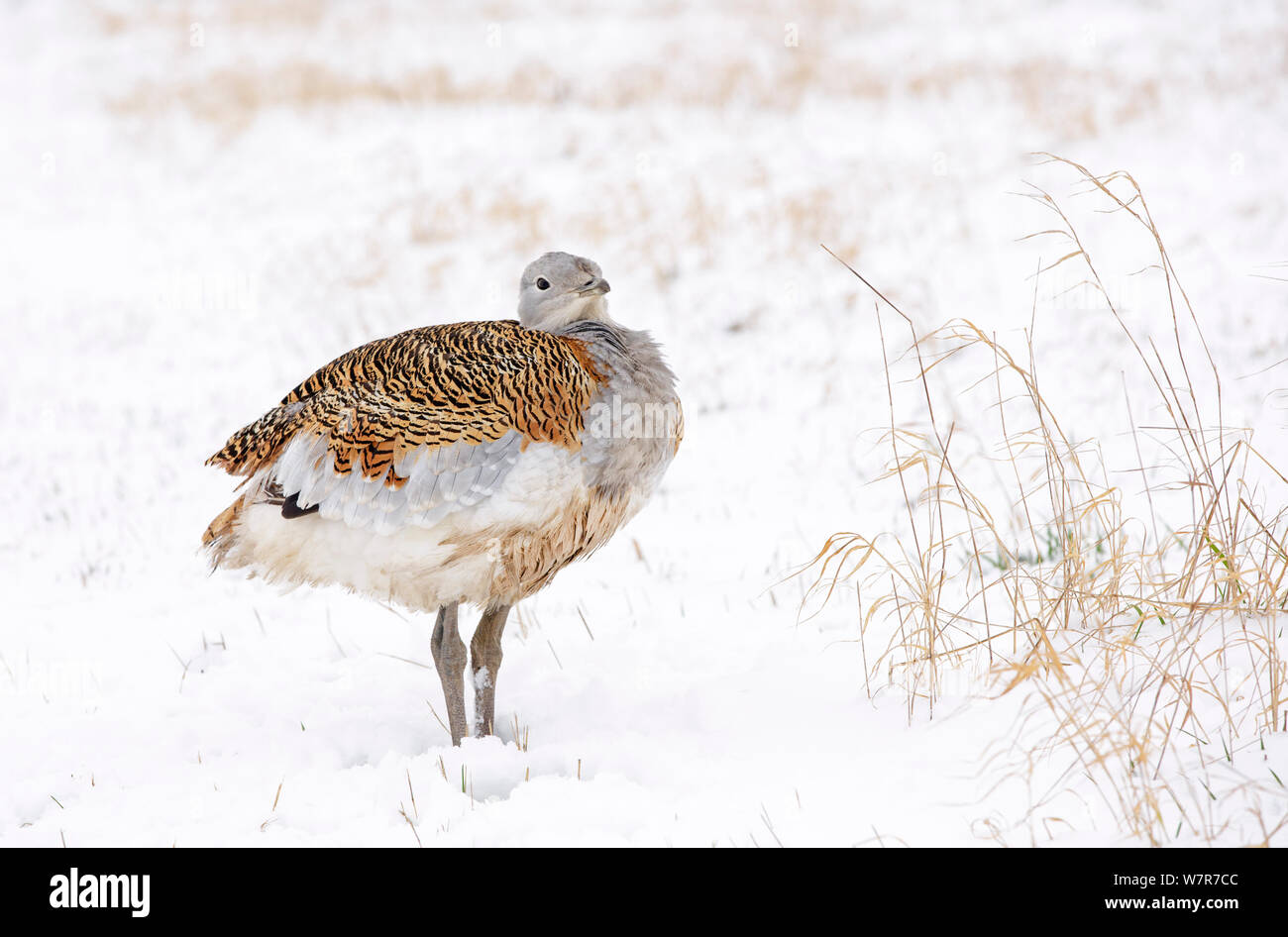 Great Bustard (Otis tarda) female puffed up against the cold, in snow ...