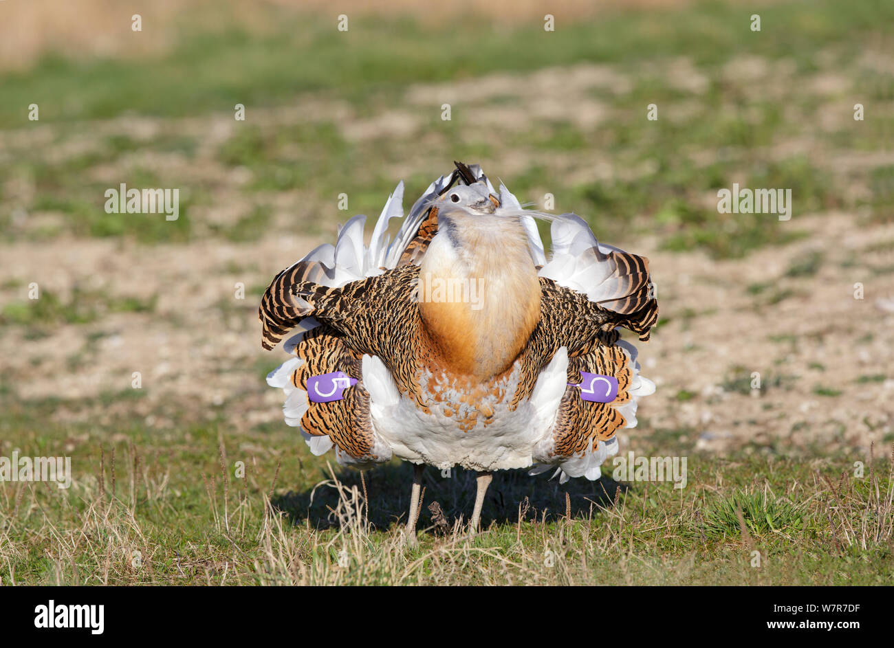 Adult in full breeding plumage hi-res stock photography and images - Alamy