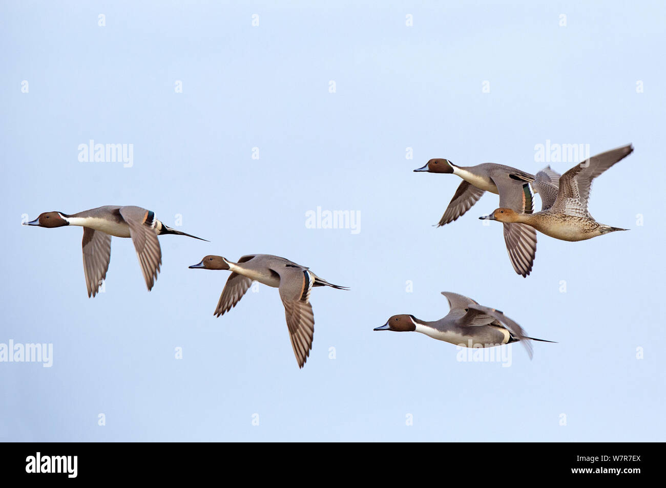 Flying pintails hi-res stock photography and images - Alamy