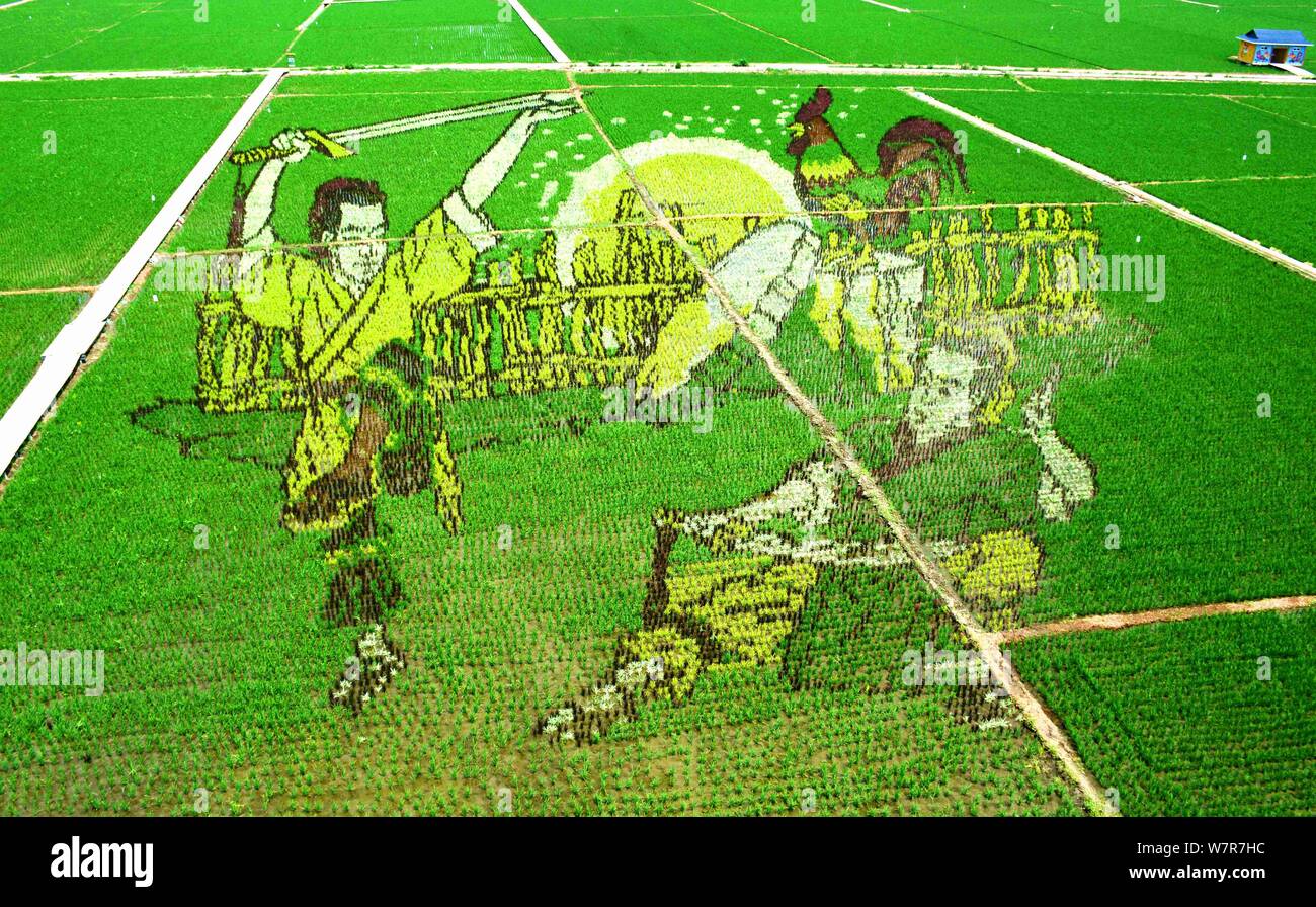 A 3D rice paddy painting is on display at paddy fields in Shenyang city ...