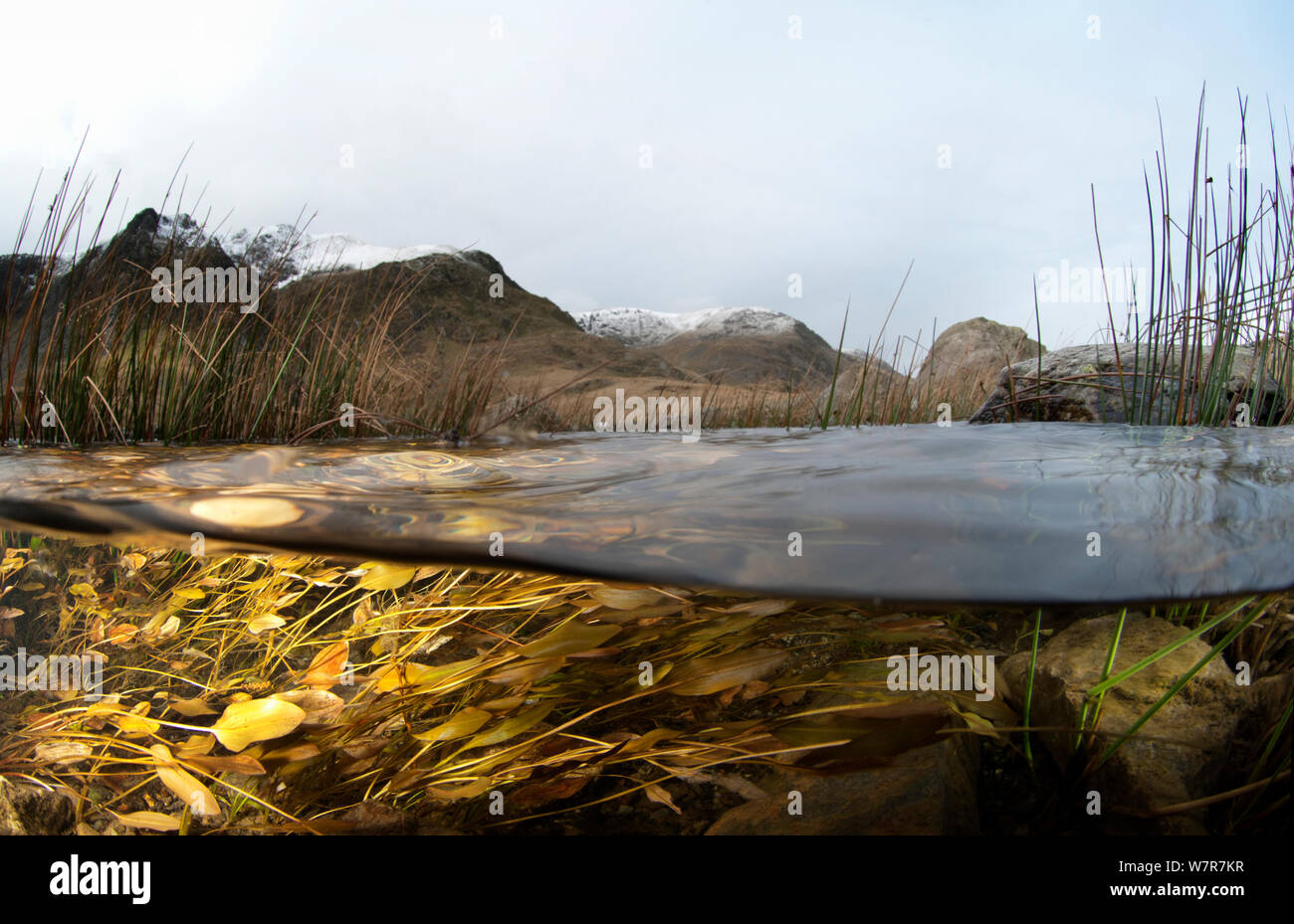 A split level image of the habitat in a mountain lake, showing grasses ...