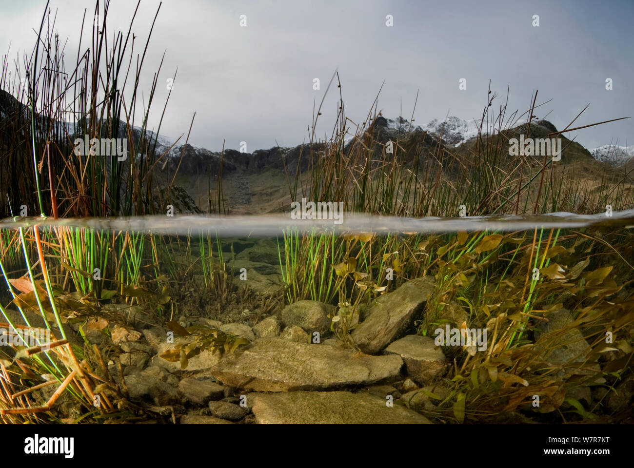 A split level image of the habitat in a mountain lake, showing grasses ...