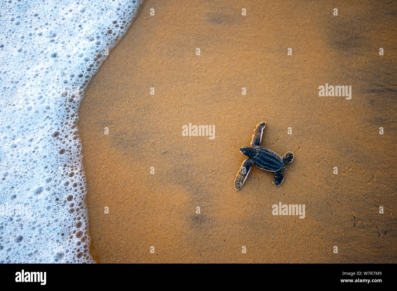 Leatherback turtle hi-res stock photography and images - Alamy