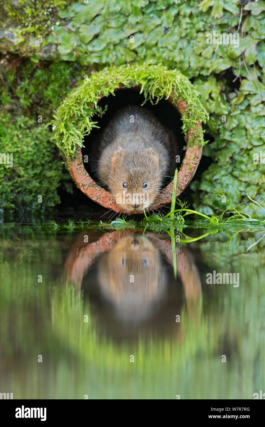 Water Vole (Arvicola amphibius) emerging from pipe at side of river ...