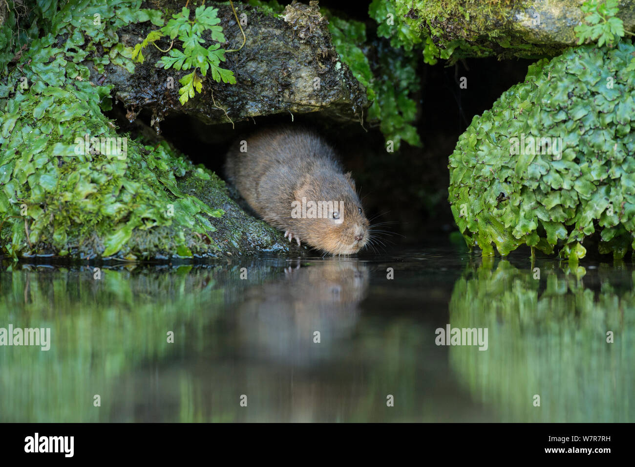 Water Vole (Arvicola amphibius) emerging from side of river, Kent, UK ...
